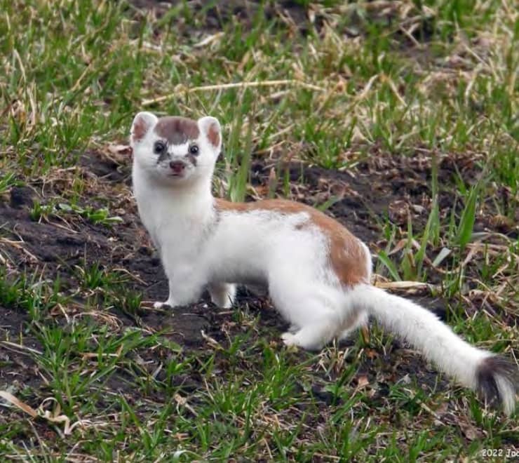 A LONG ‘TAIL’ OF WINTERIZED WEASELS – Laura Griffin – Nov 2022 | High ...
